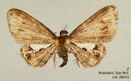 Papua Insects Foundation (Lepidoptera/Uraniidae/Epipleminae/Phazaca ...